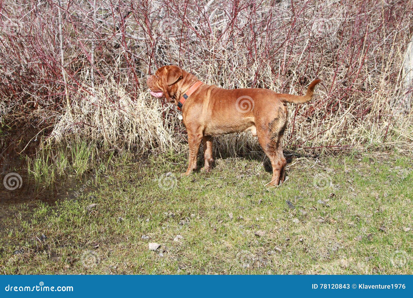 Muddy dog stock image. Image of spring, outside, legs - 78120843