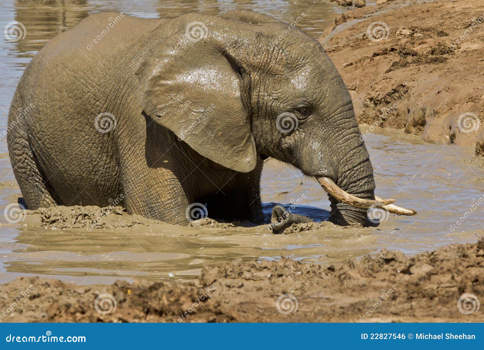 Muddy Elephant stock photo. Image of african, five, powerful - 22827546