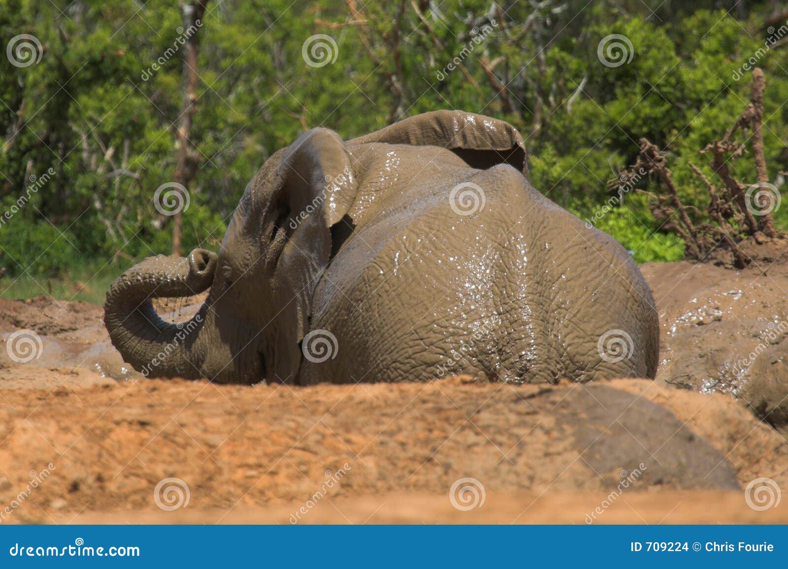 Muddy Elephant stock photo. Image of travel, head, ivory - 709224