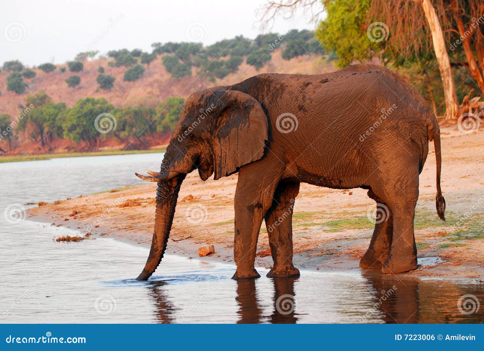 Muddy Elephant profile 2 stock photo. Image of africa - 7223006