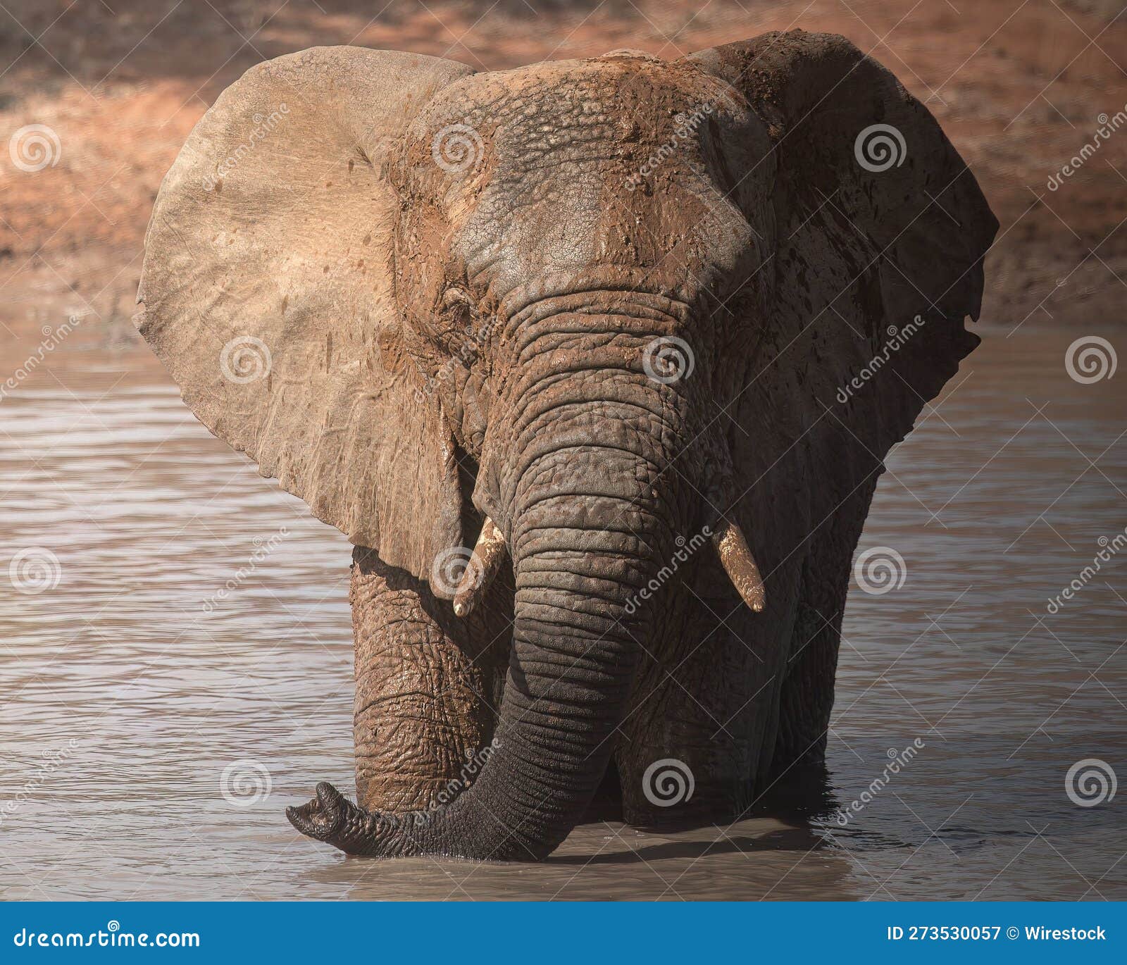 Muddy Elephant Standing in Shallow Water. Stock Image - Image of ...