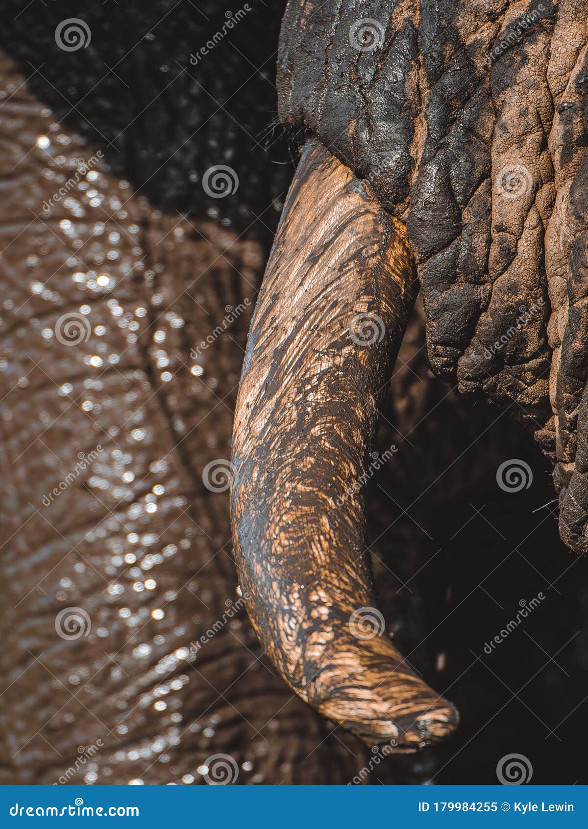 Muddy Elephant tusk stock image. Image of safari, elephant - 179984255