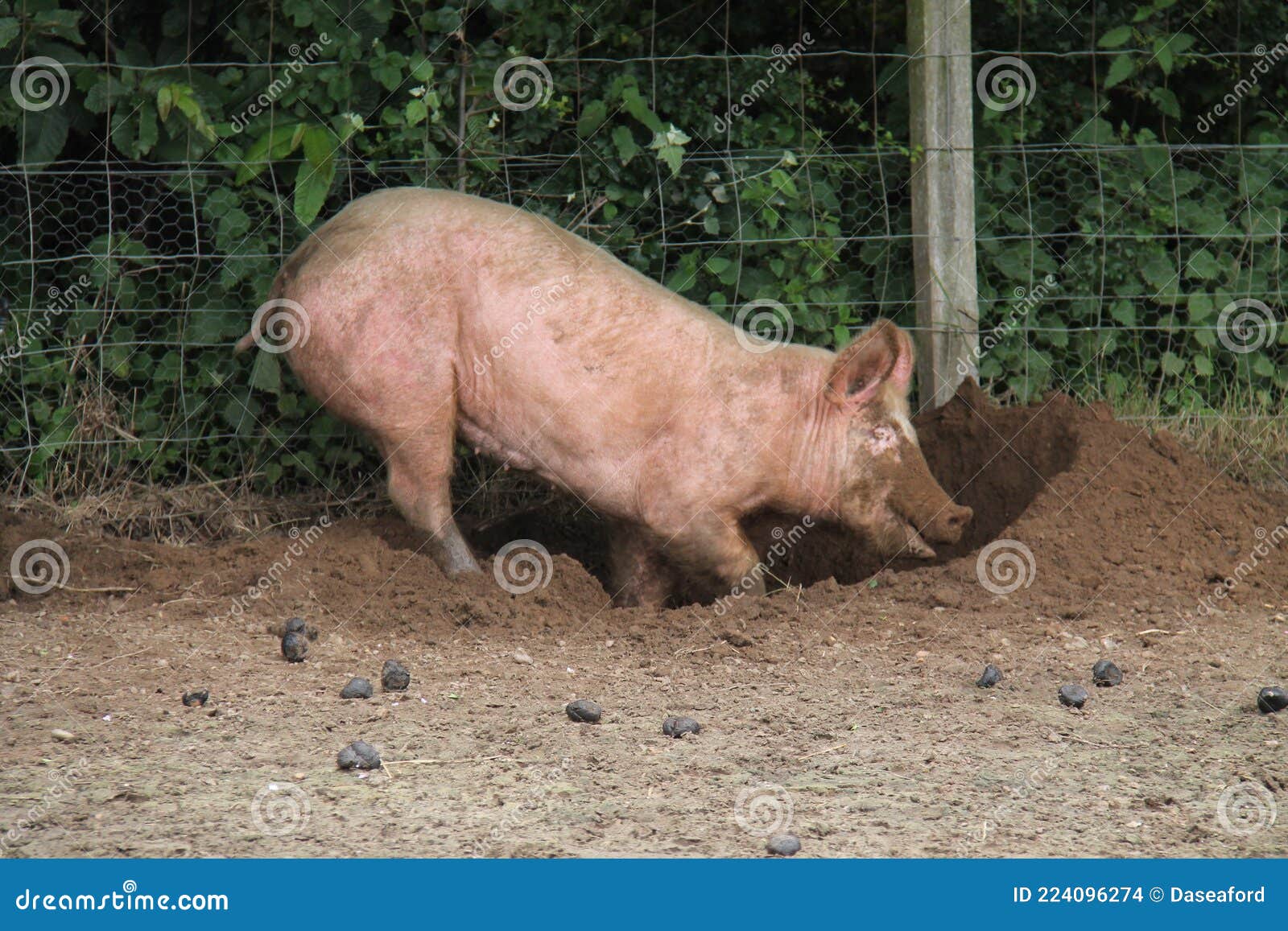 Muddy Faced Pink Farm Pig. stock photo. Image of agriculture - 224096274