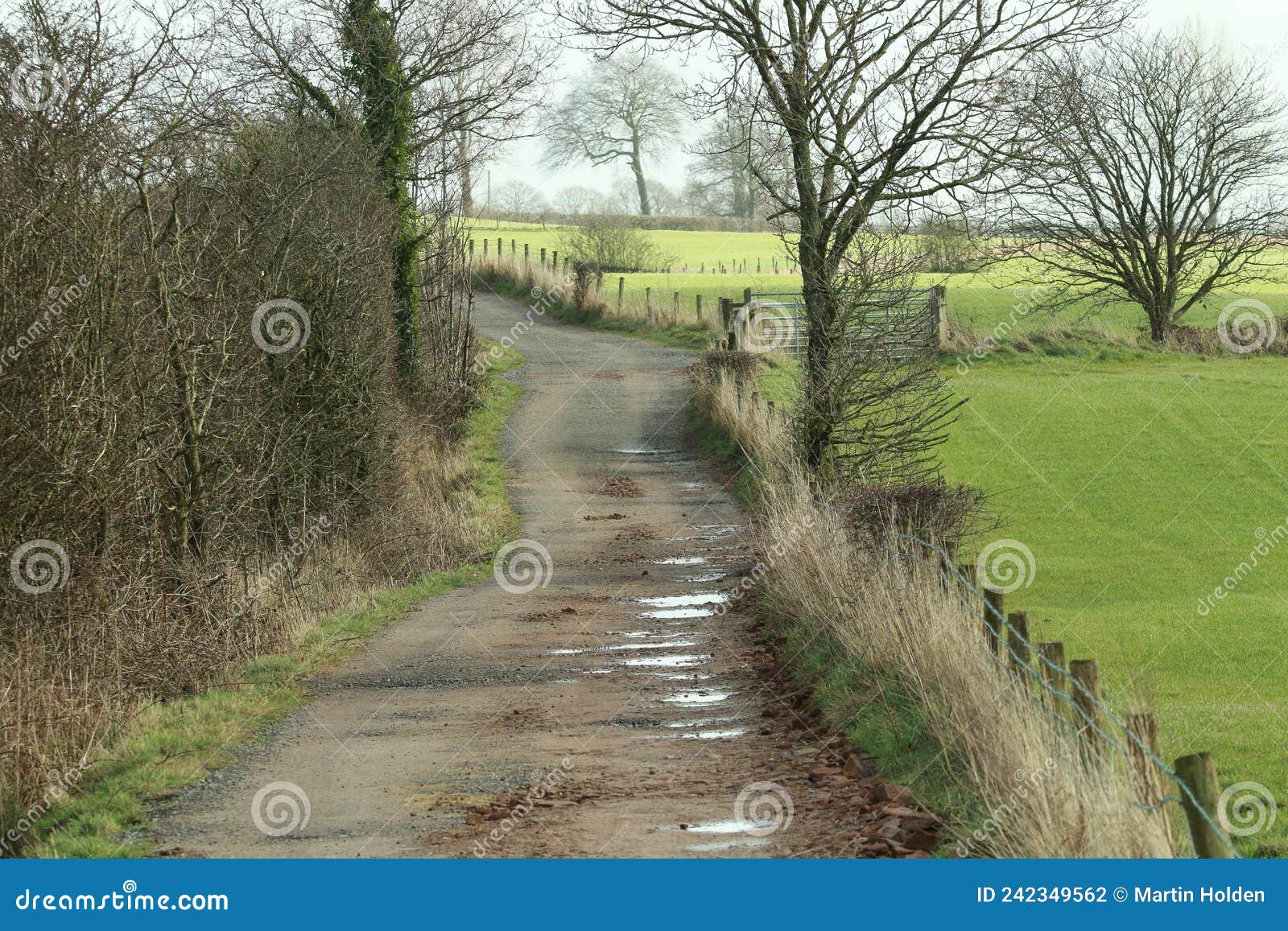 Muddy farm track stock photo. Image of walking, road - 242349562