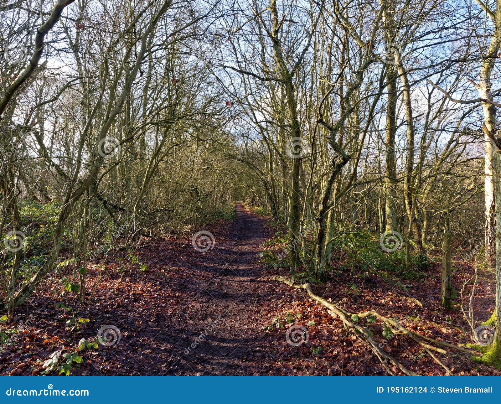 Muddy Footpath between the Trees in an Autumnal Woodland Stock Photo ...