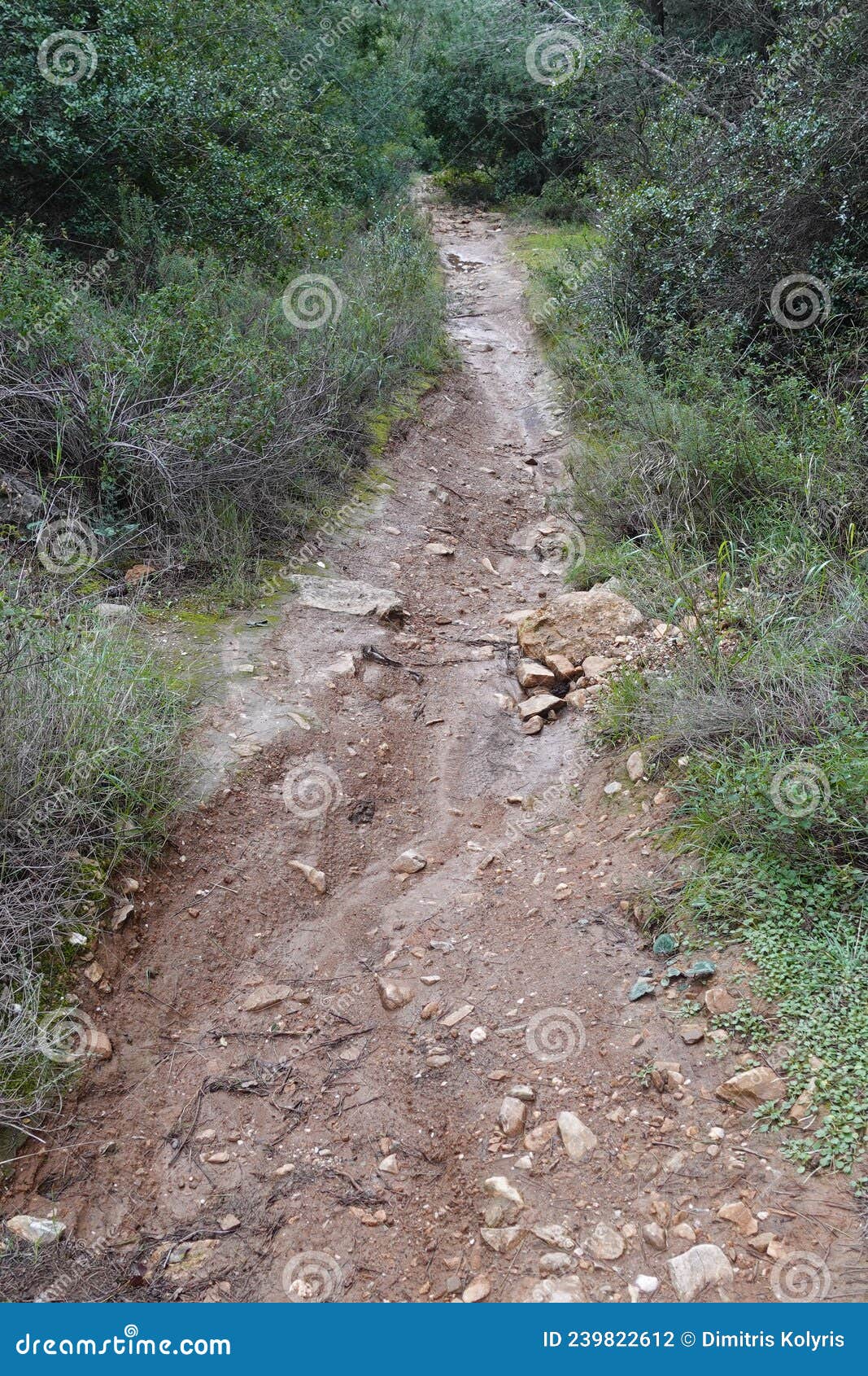 Muddy Footpath in the Woods Stock Photo - Image of pathway, ground ...