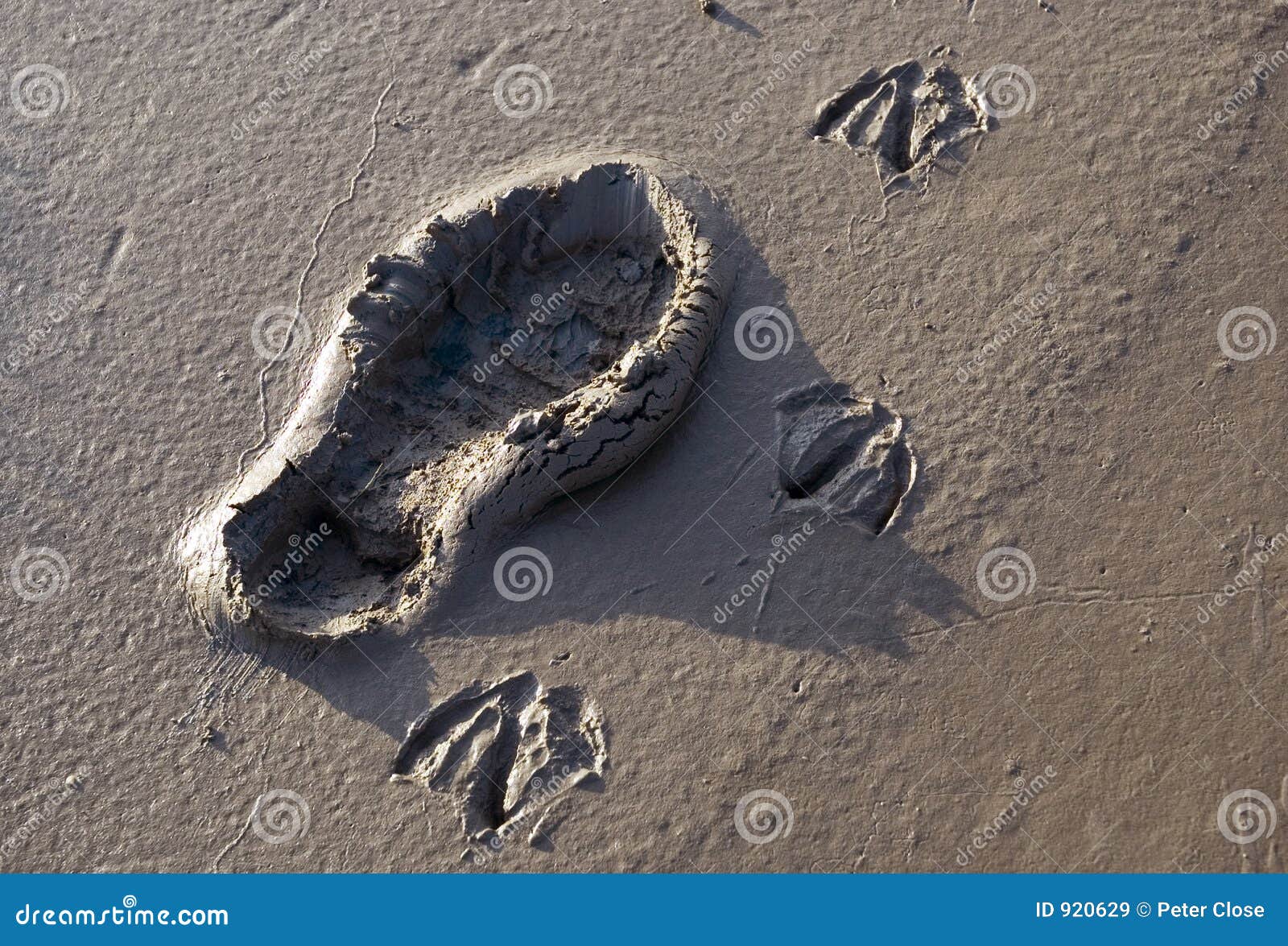 Muddy footprints stock image. Image of estuary, oily, footprint - 920629
