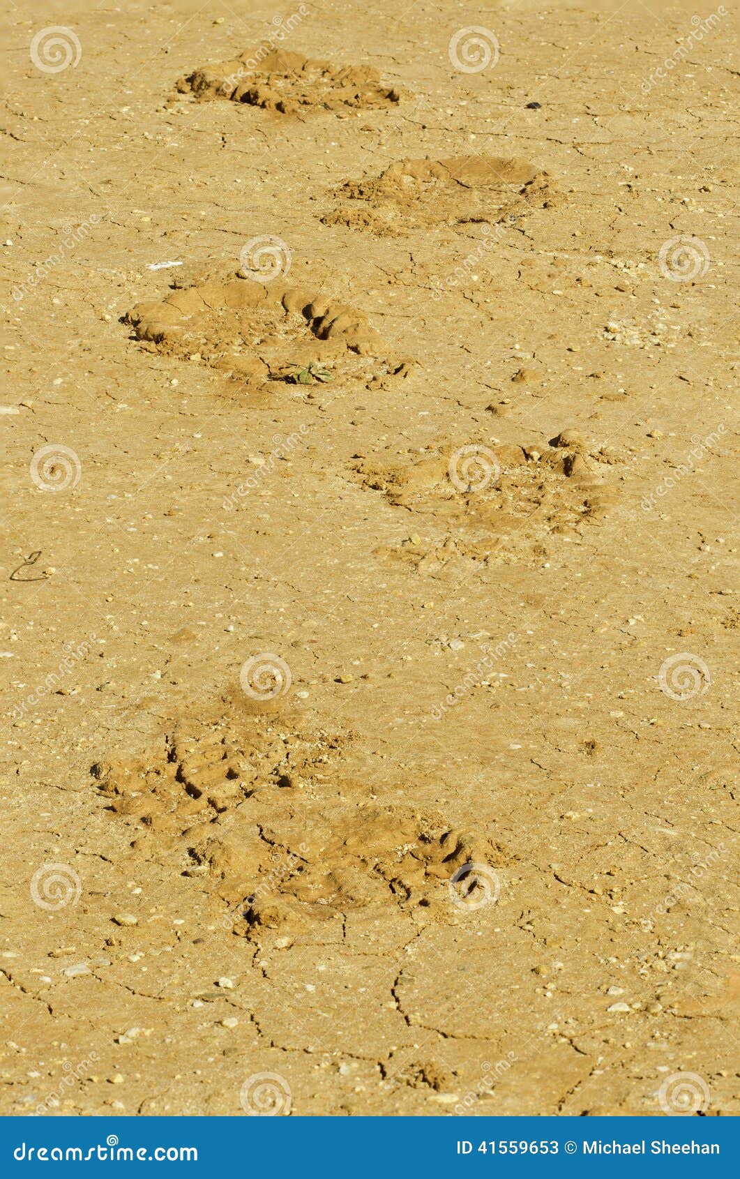 Muddy footprints stock image. Image of countryside, dirty - 41559653