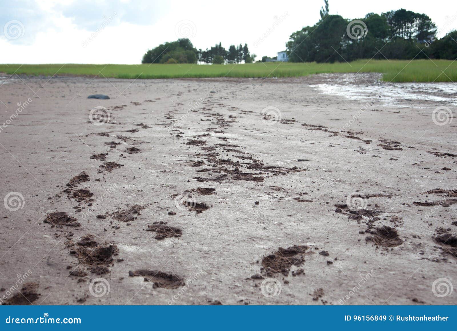 Muddy footprints stock image. Image of marks, foot, hike - 96156849