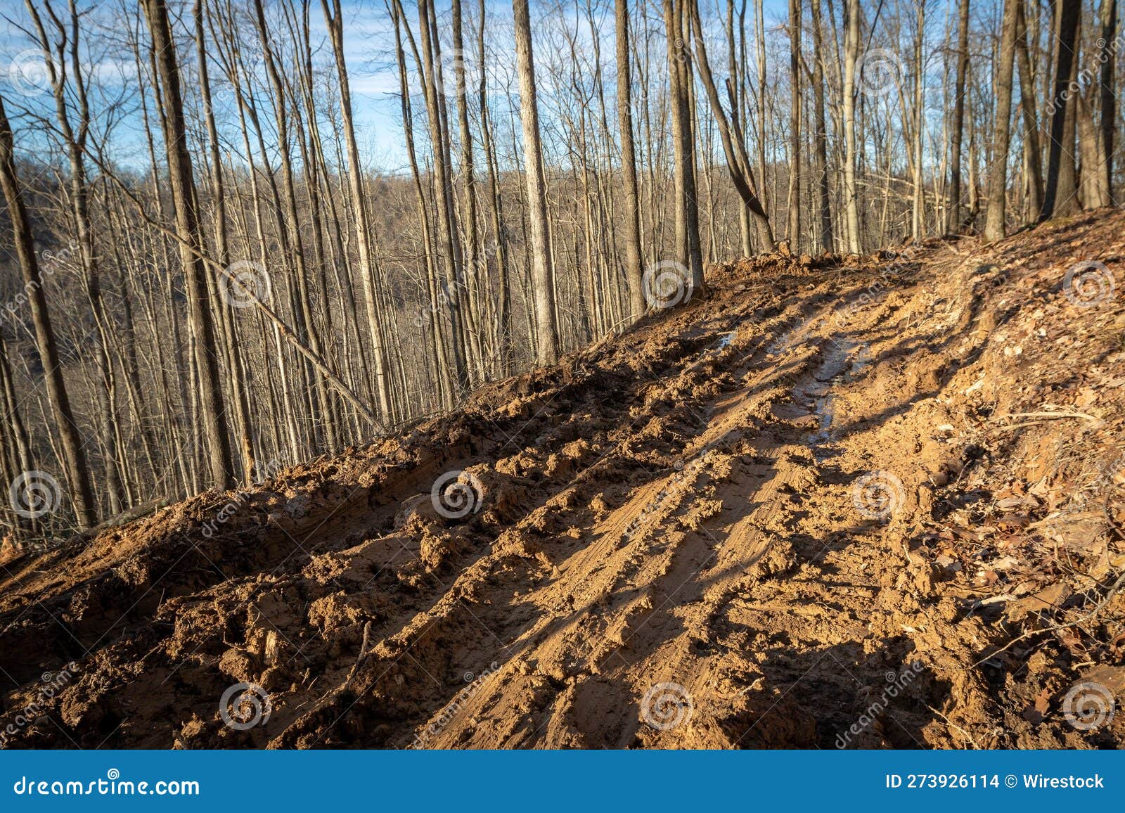 Muddy Forest Path with a Trail of Tracks Left by Loggers Stock Photo ...