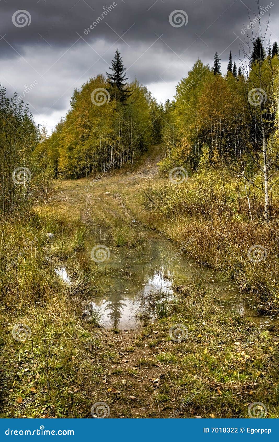 Muddy forest road stock photo. Image of watery, tree, road - 7018322