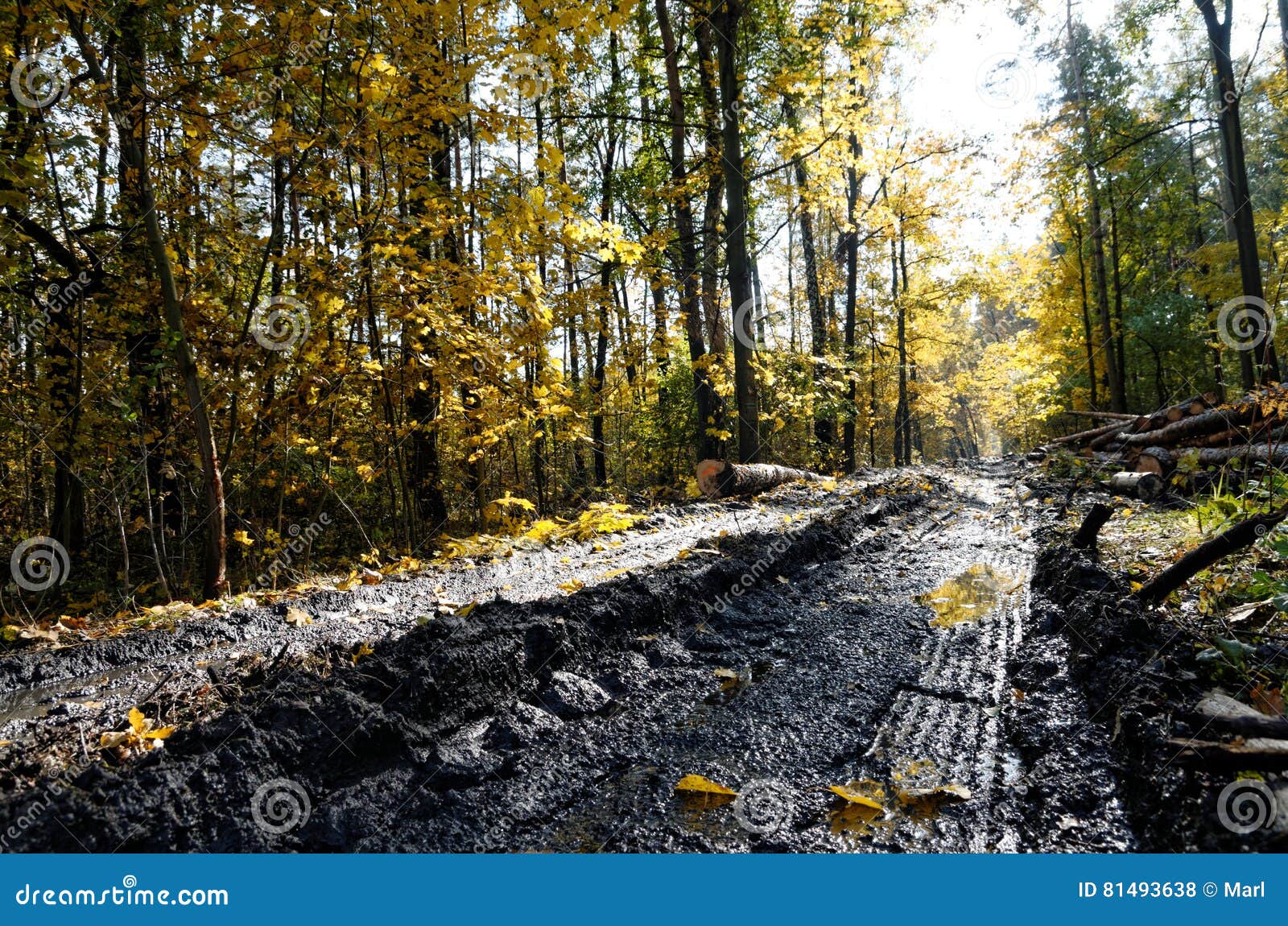 Muddy forest road stock photo. Image of outdoor, adventure - 81493638