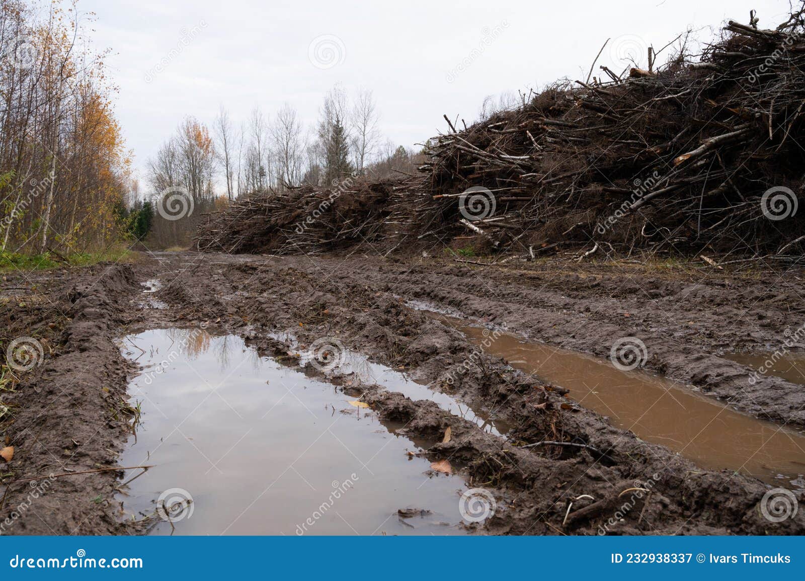 A Muddy Forest Road in Autumn with a Huge Ridge of Branches after the ...