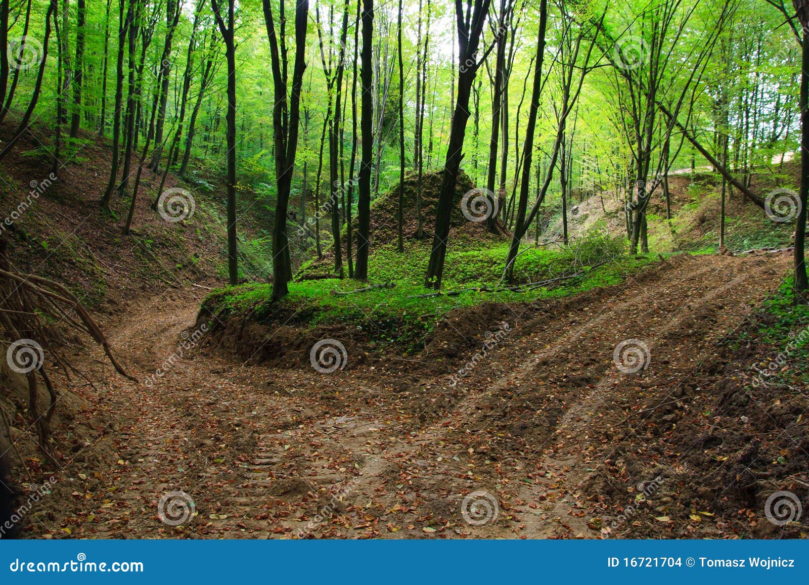 Muddy Forest Road in Autumn in Ravine Stock Photo - Image of trip ...