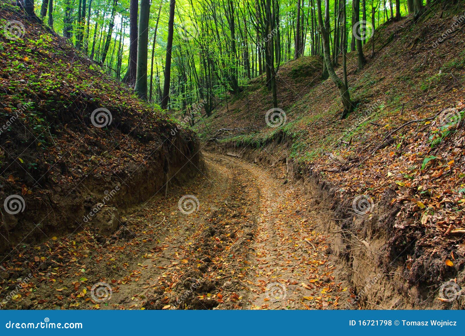 Muddy Forest Road in Autumn in Ravine Stock Photo - Image of ravine ...