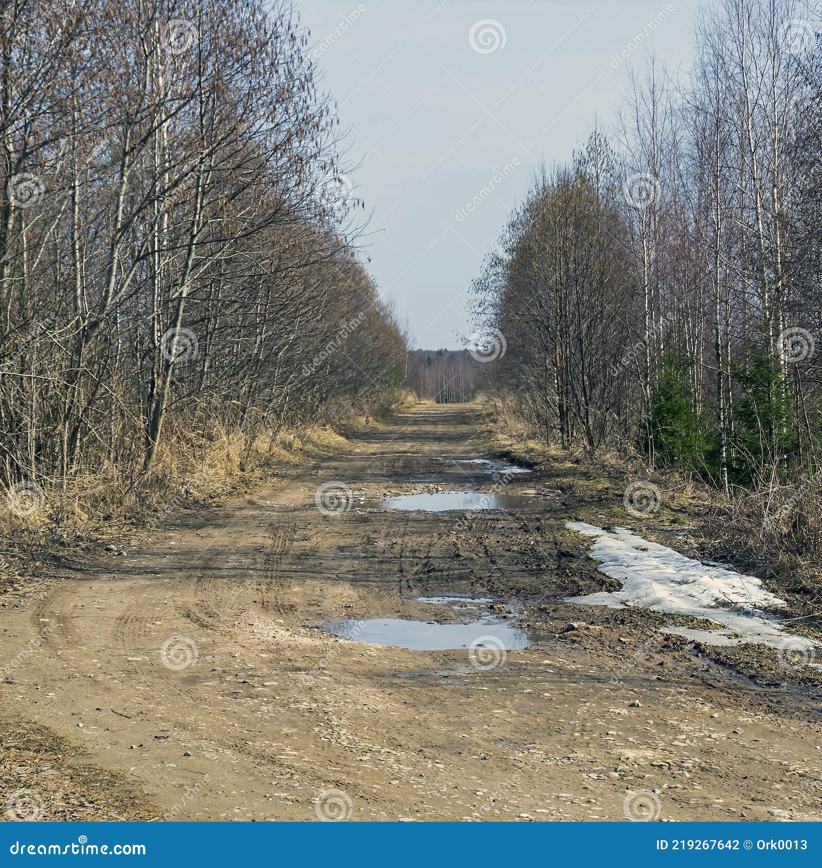 Muddy forest road stock photo. Image of ground, earth - 219267642