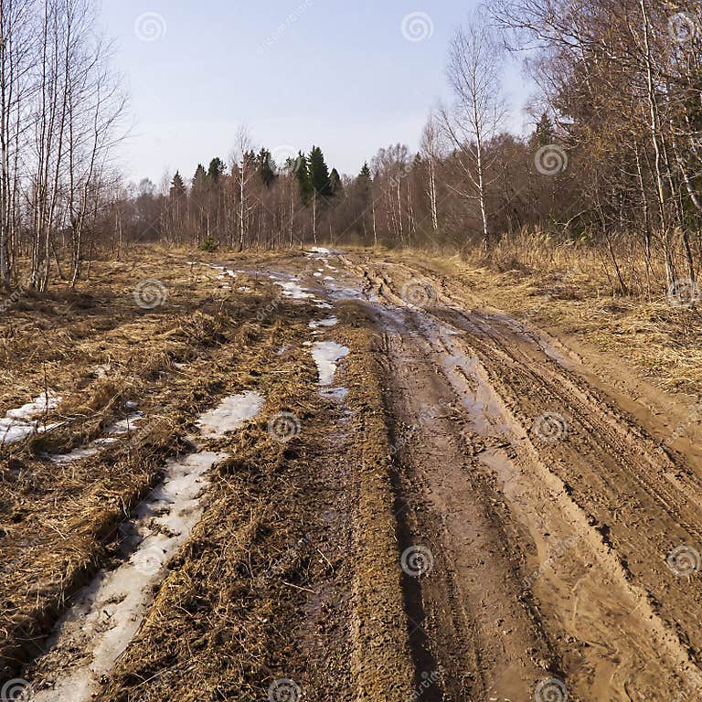 Muddy forest road stock photo. Image of path, brown - 219267660