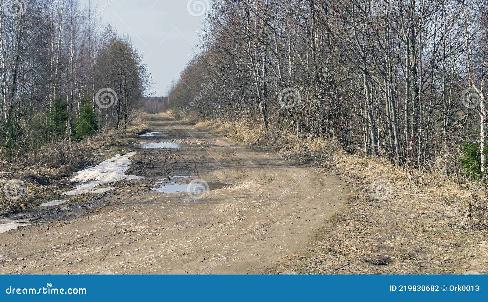 Muddy forest road stock photo. Image of grass, path - 219830682