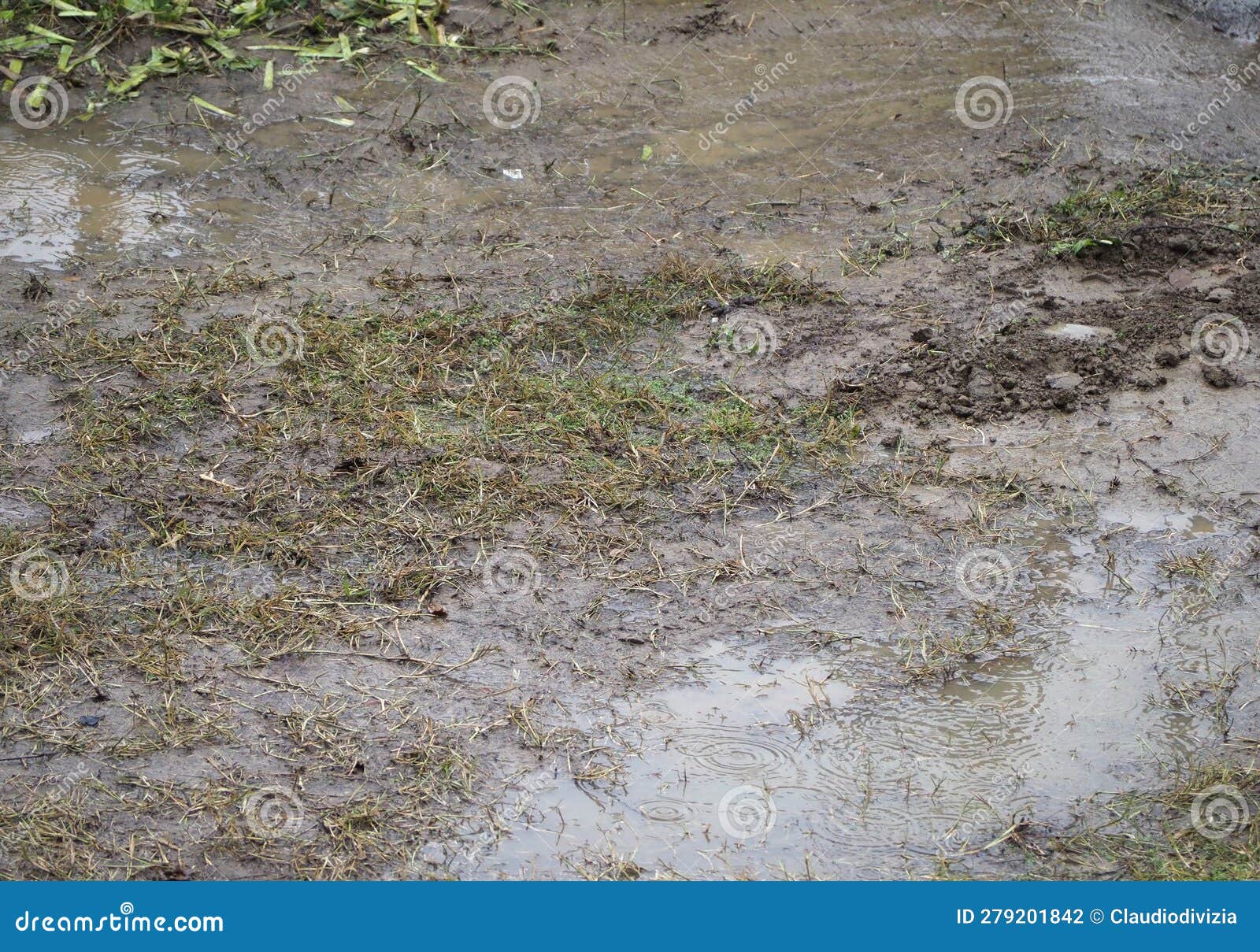 Muddy Grass and Rain Puddle Stock Photo - Image of texture, nature ...