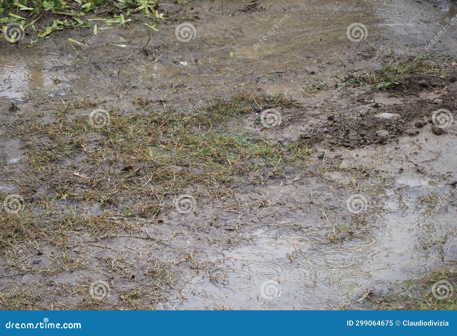 Muddy Grass and Rain Puddle Stock Image - Image of drops, grass: 299064675