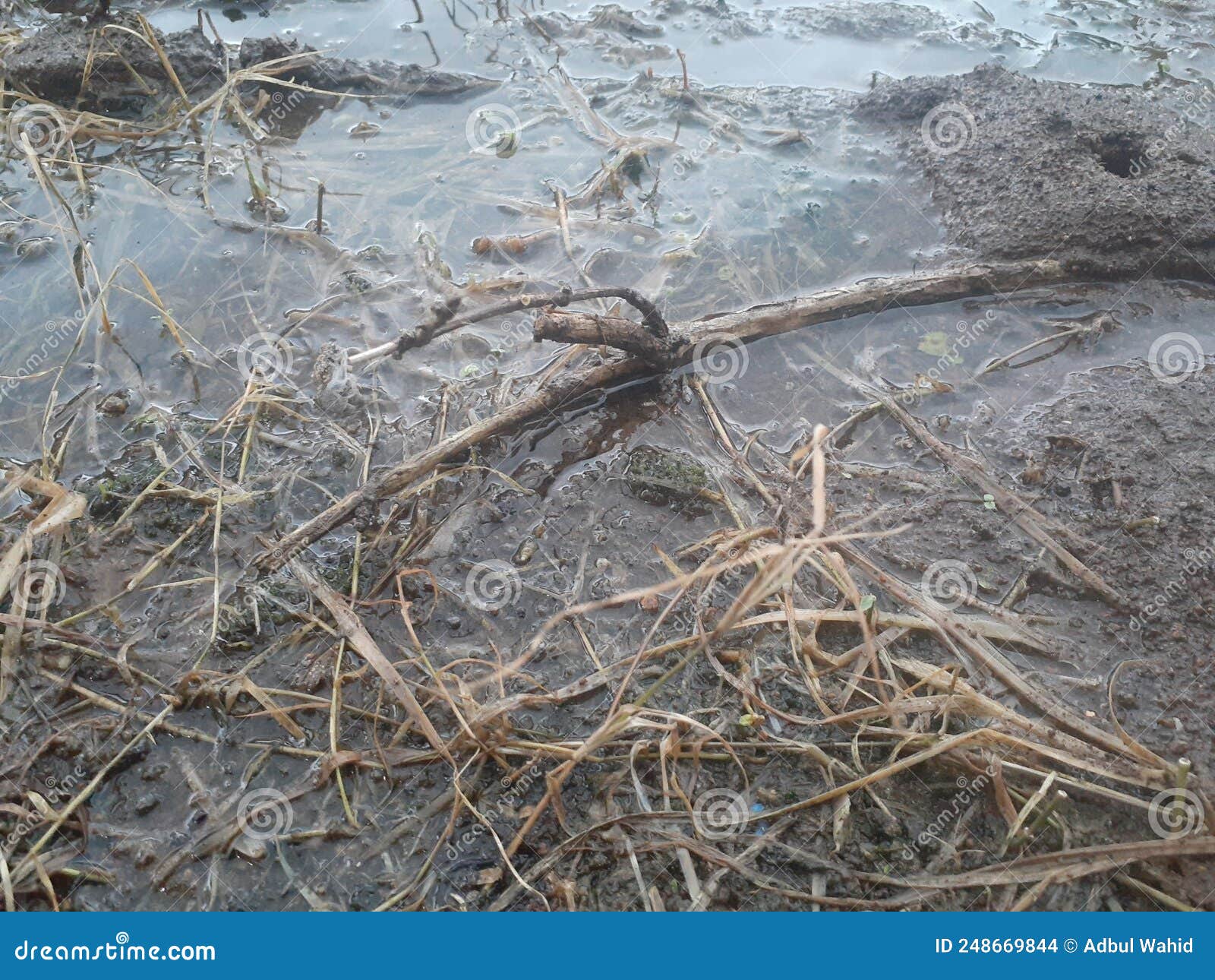 Muddy Ground. Caused by Leaking Water Pipes Stock Photo - Image of ...