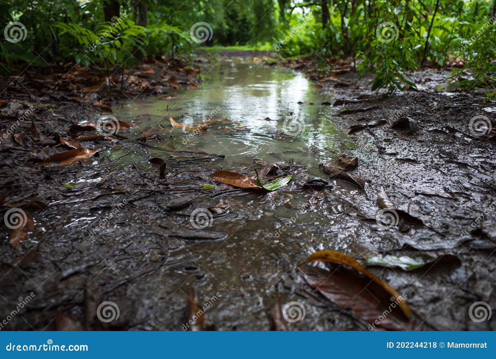 Muddy Ground with Small Puddle after Rain Stock Photo - Image of ...