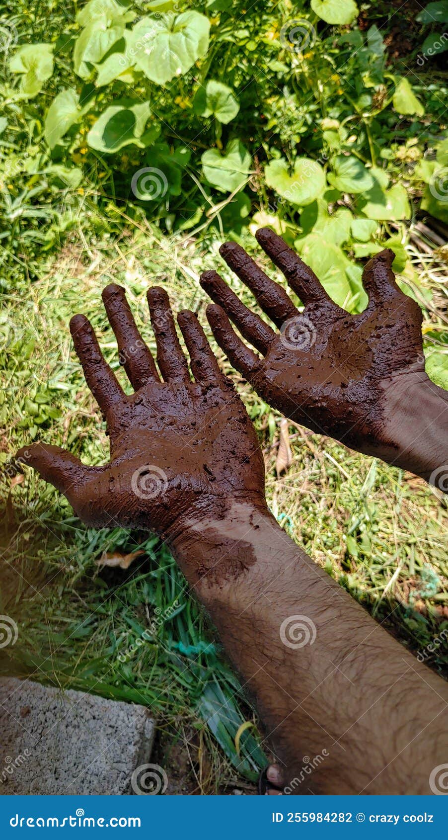 Muddy hands of a farmer stock photo. Image of wildlife - 255984282