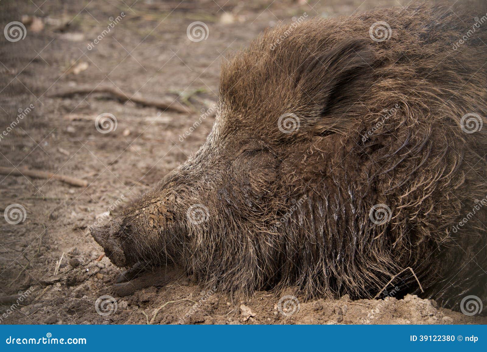 Muddy Head of Wild Boar Lying Asleep Stock Photo - Image of brown, boar ...