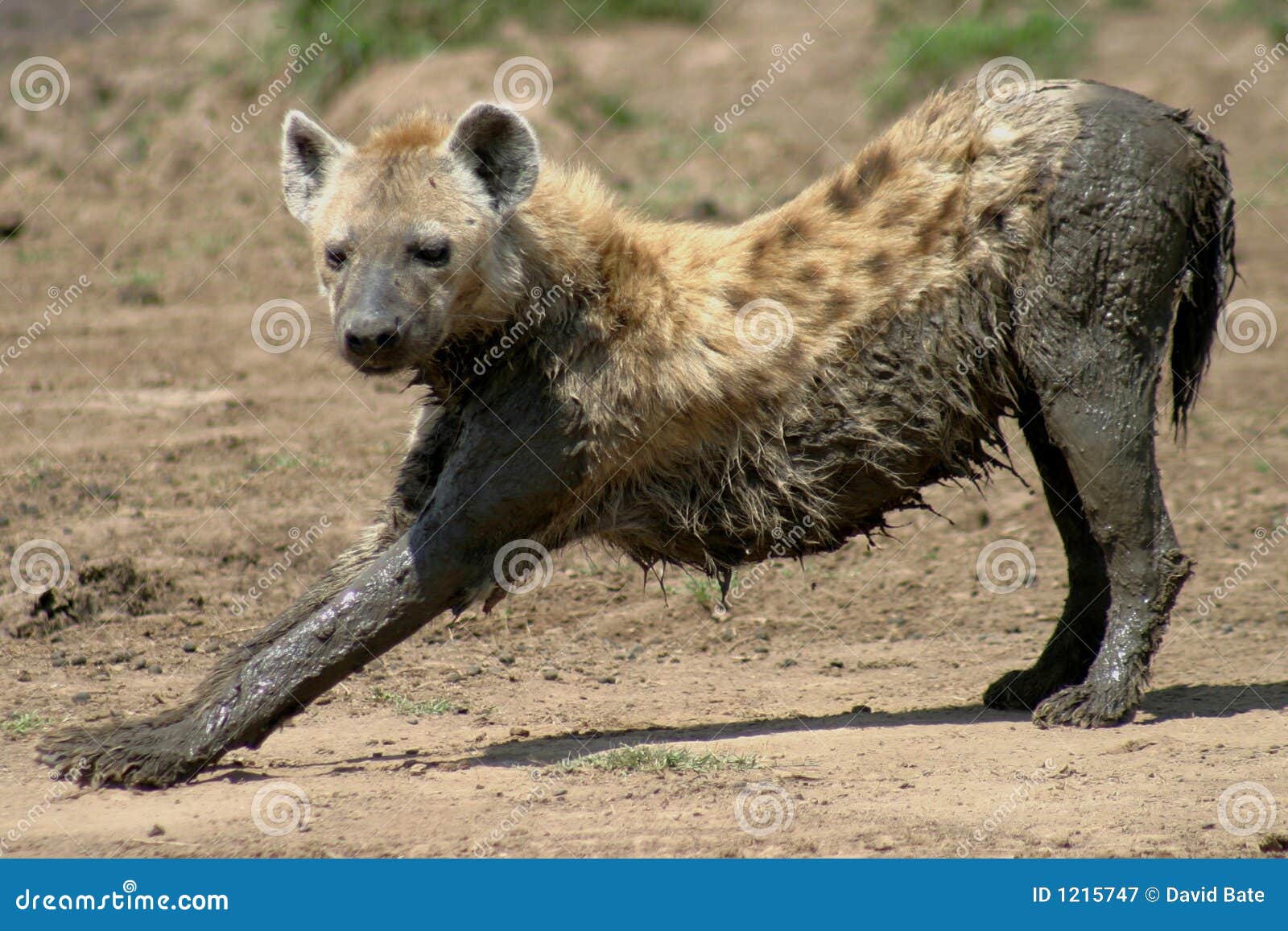Muddy Hyena Picture. Image: 1215747
