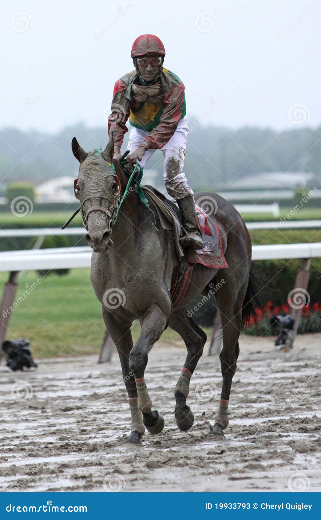 Muddy Jockey and Thoroughbred Editorial Stock Photo - Image of muddy ...