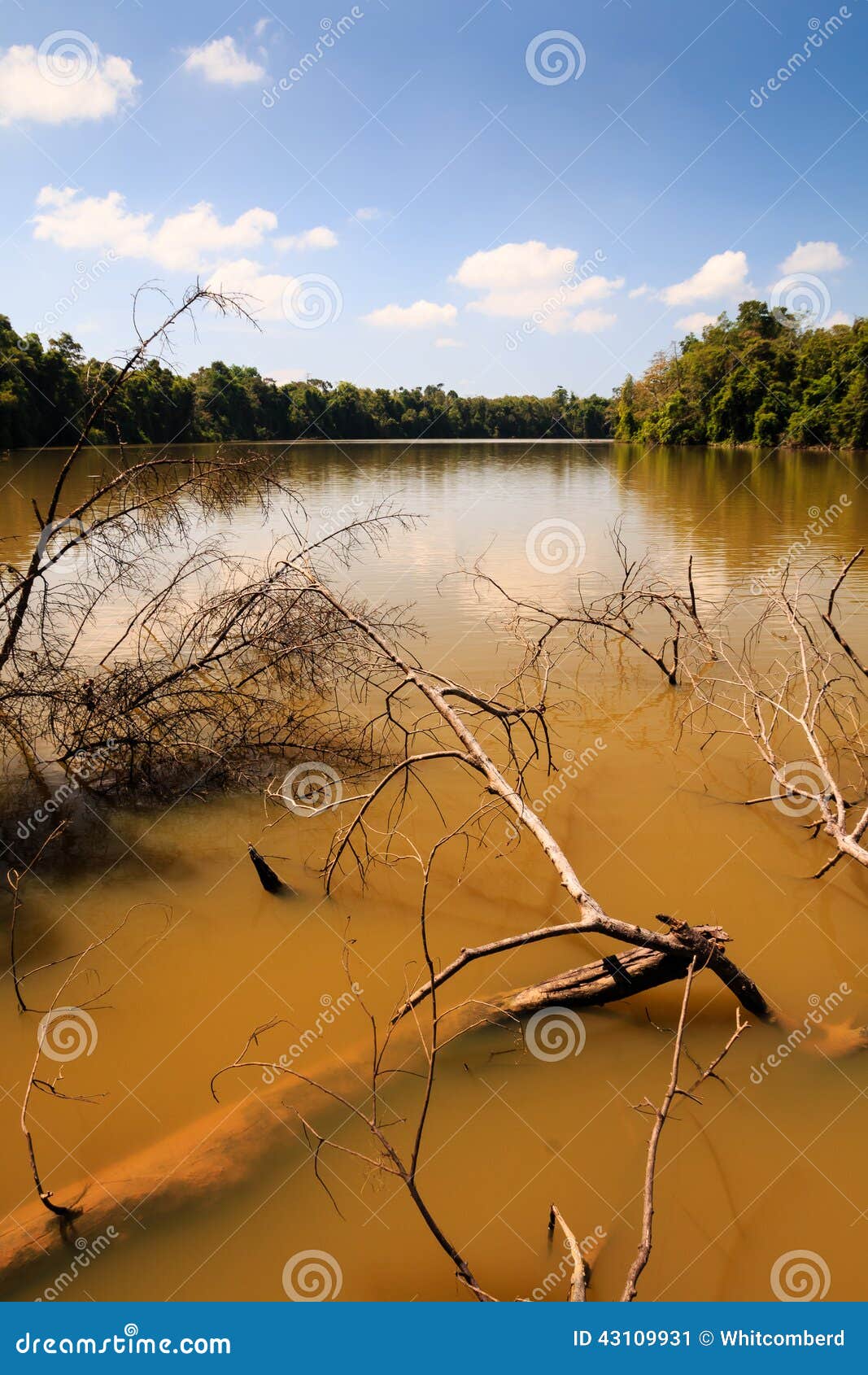 Muddy jungle river stock image. Image of brown, beauty - 43109931