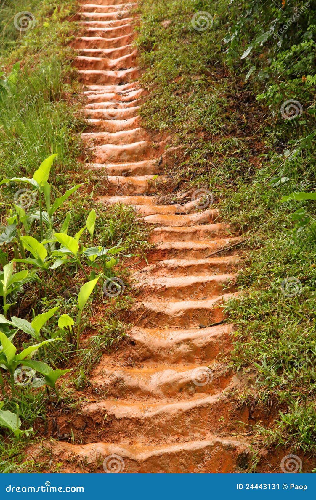 Muddy jungle stairs stock image. Image of green, dense - 24443131