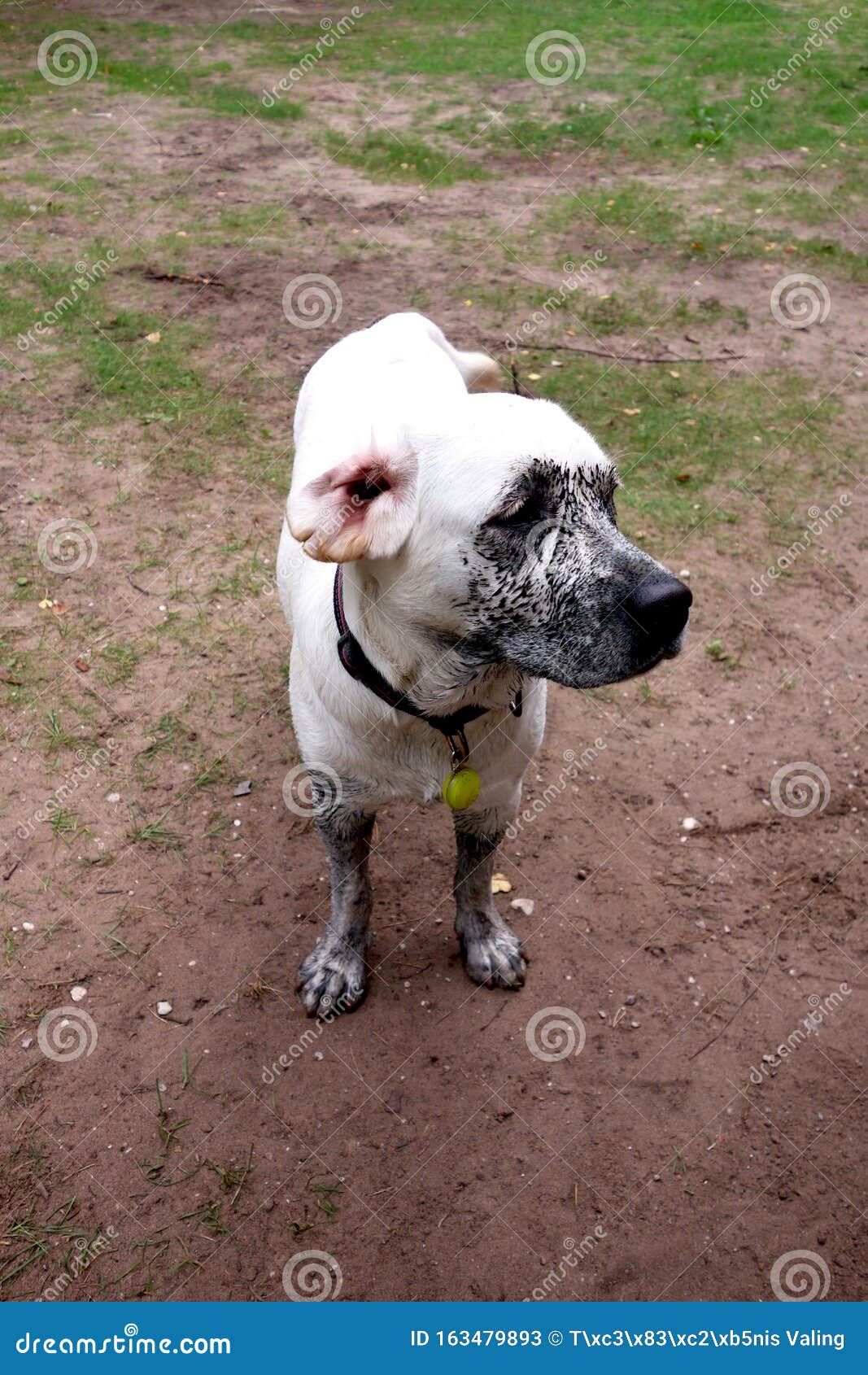 Muddy Labrador Having Fun during Holiday Stock Image - Image of ...