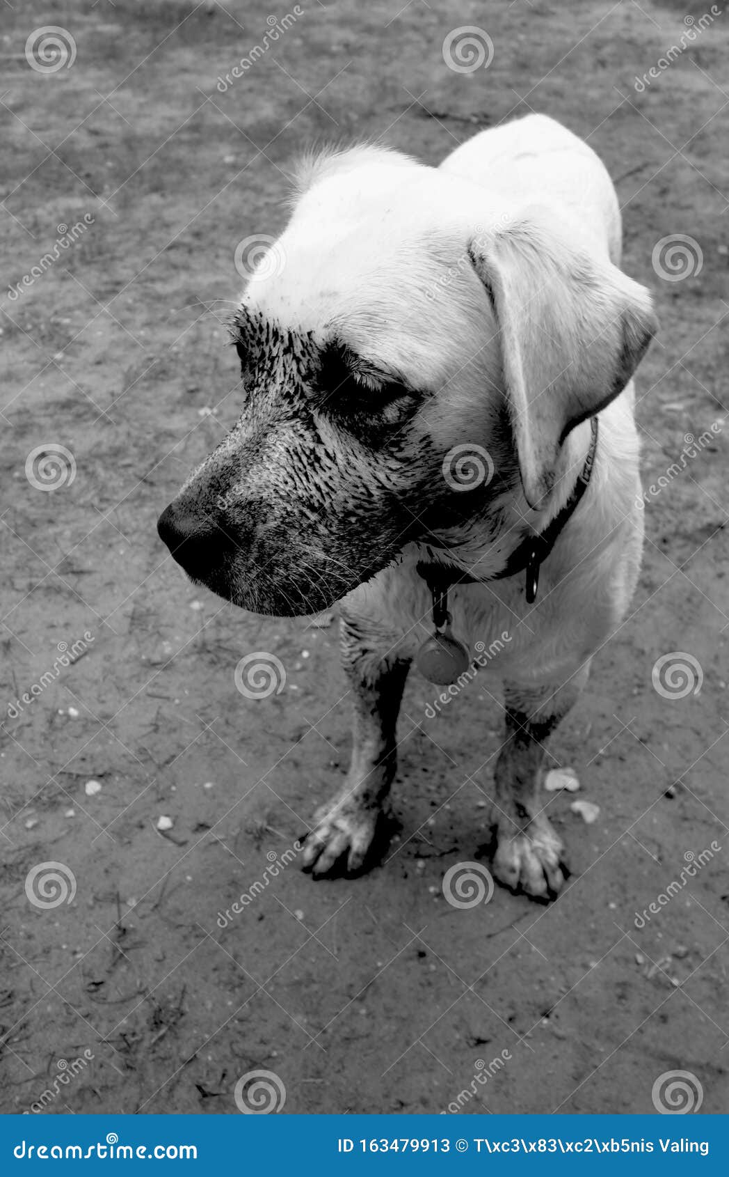 Muddy labrador having fun stock image. Image of help - 163479913