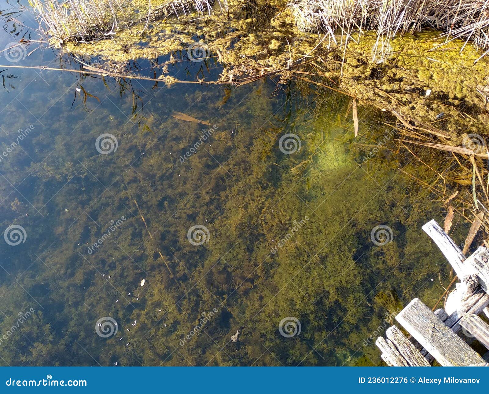 Muddy Lake Bottom with Algae through Clear Water Stock Photo - Image of ...