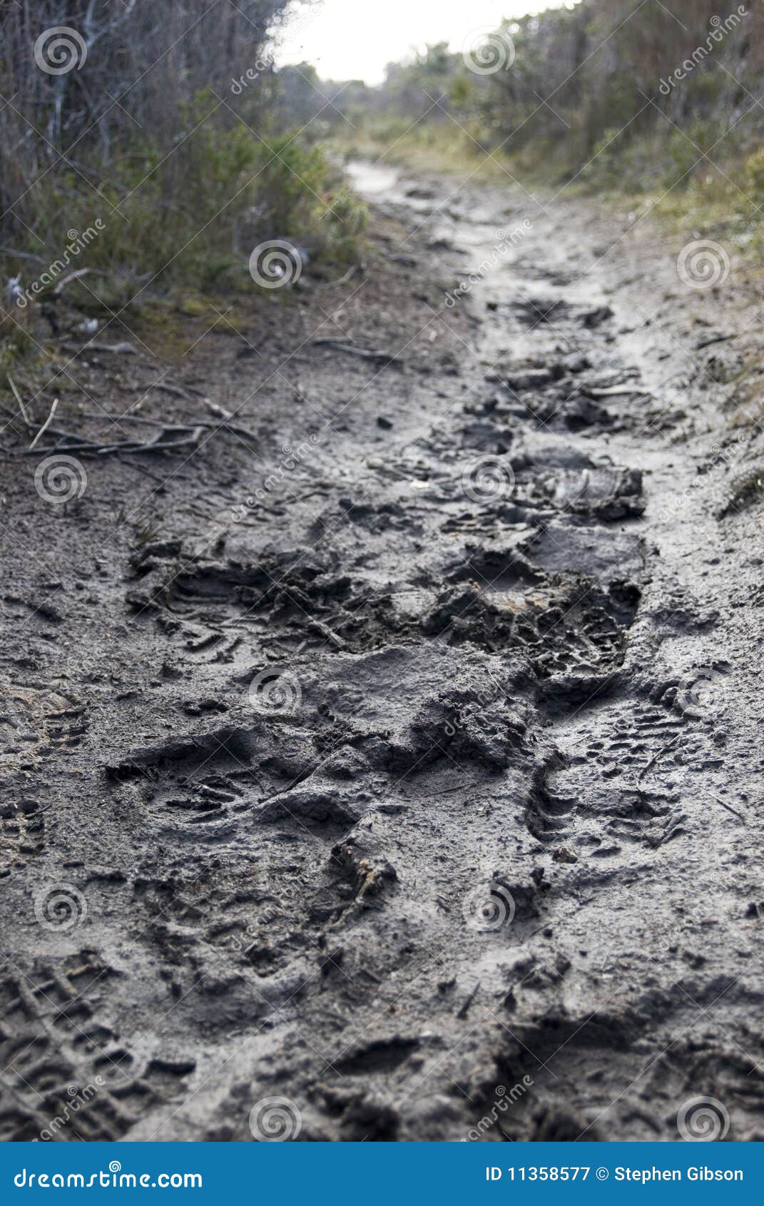 Muddy path stock image. Image of nature, outdoor, hike - 11358577