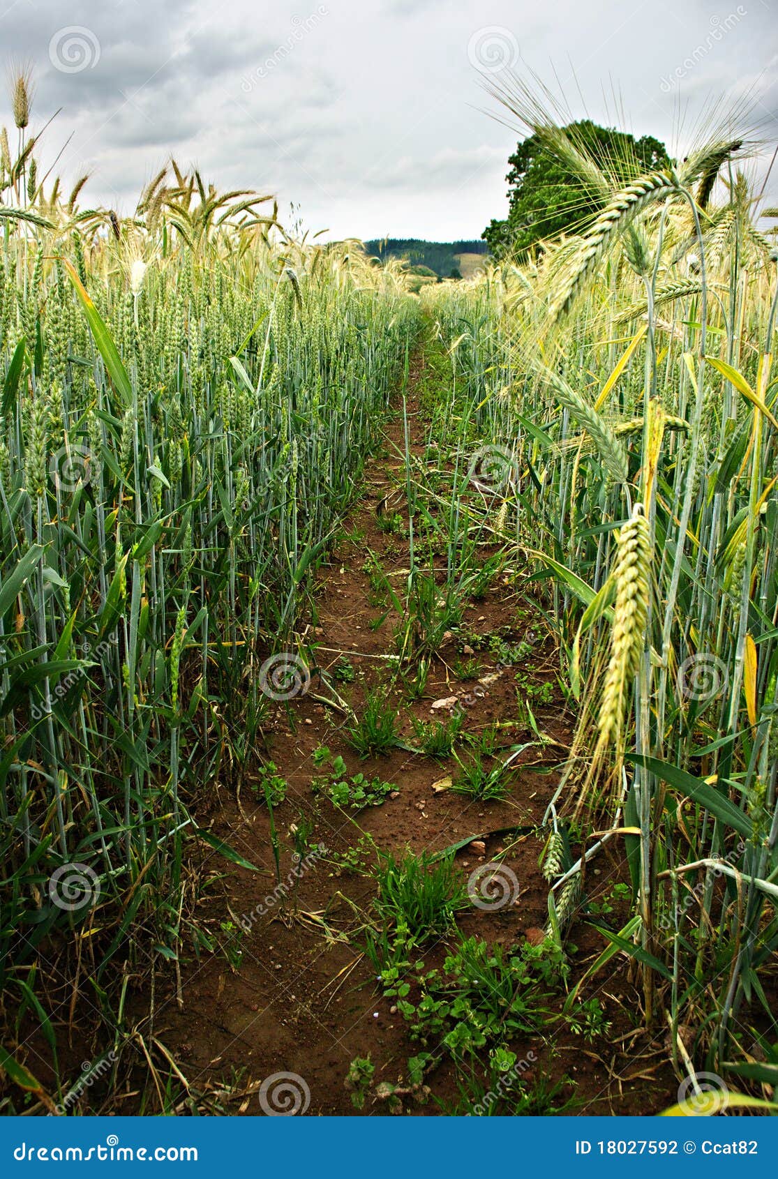 Muddy path stock photo. Image of environment, open, outdoors - 18027592