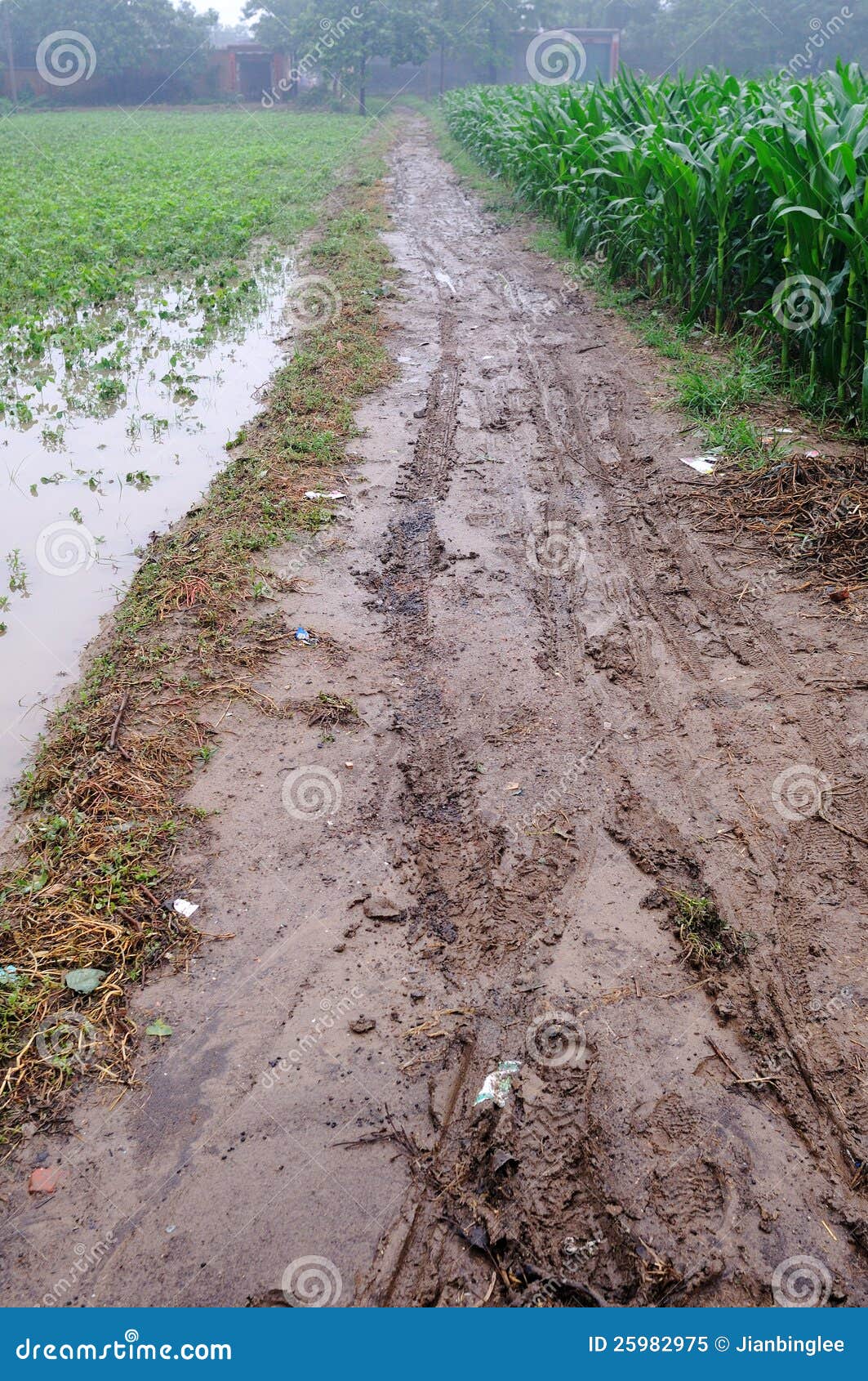 Muddy path stock image. Image of water, rain, crops, paths - 25982975