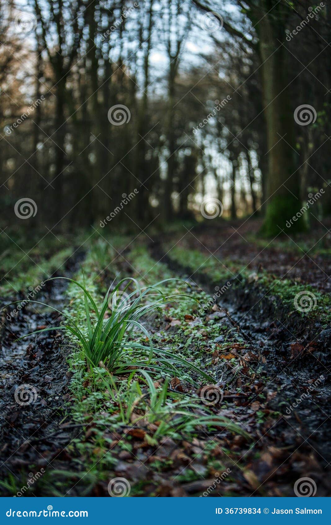 Muddy path stock photo. Image of earth, rural, winter - 36739834