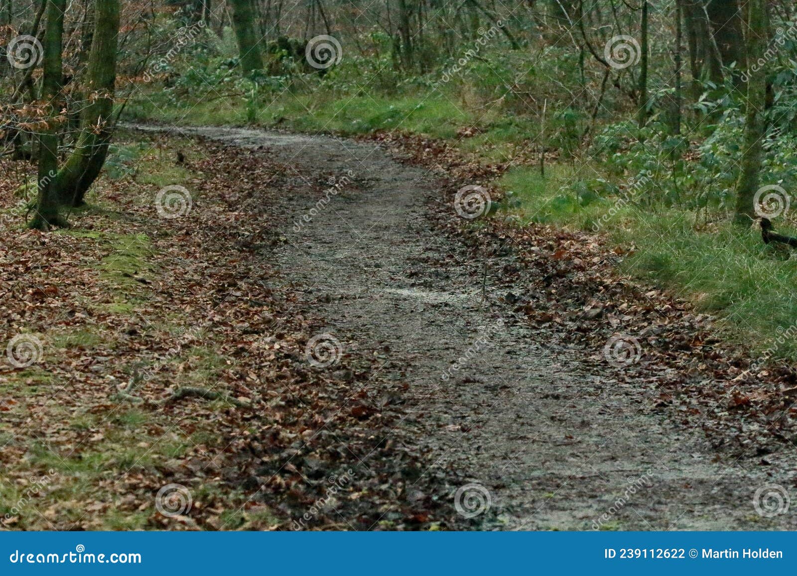 Muddy Path Covered in Leaves Stock Photo - Image of rambling, track ...