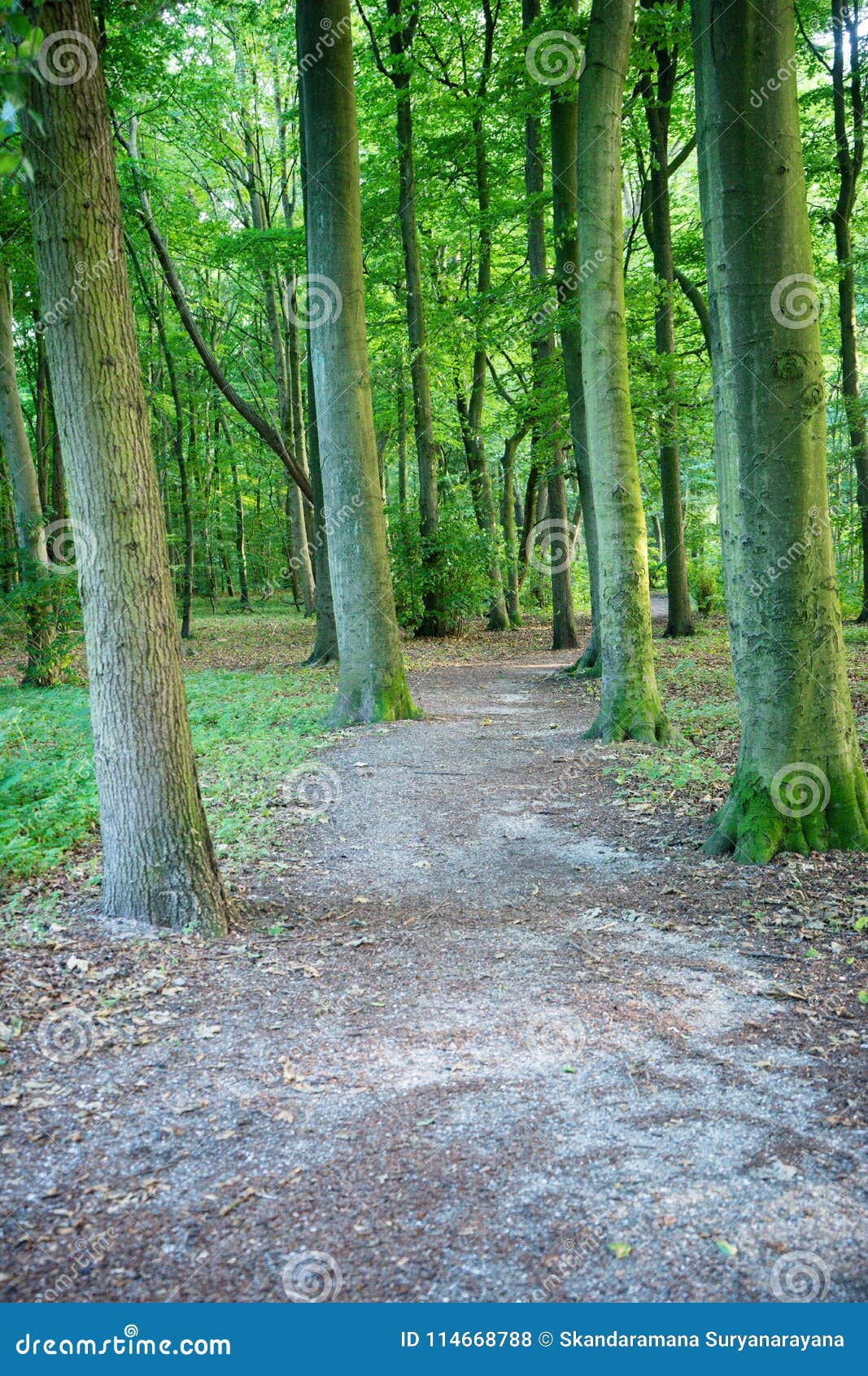 Muddy Path with Densely Packed Trees in Haagse Bos, Forest in Th Stock ...