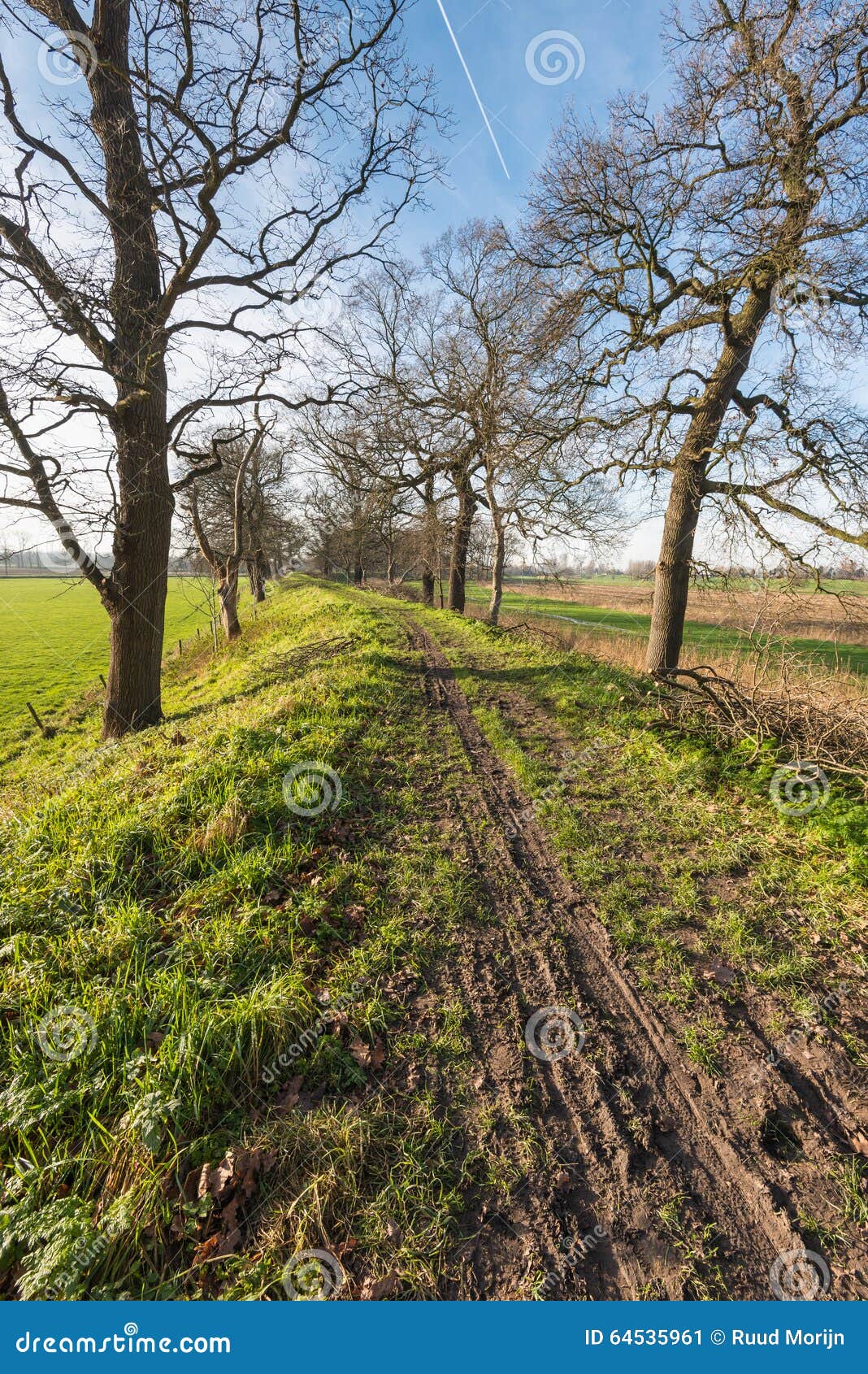 Muddy Path on a between the Bare Trees Stock Image - Image of ...