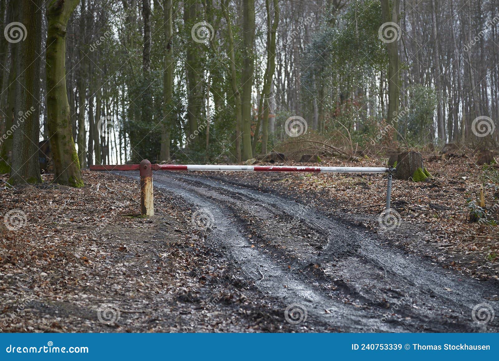 Muddy Path in a Forest Blocked by a Barrier Stock Image - Image of ...