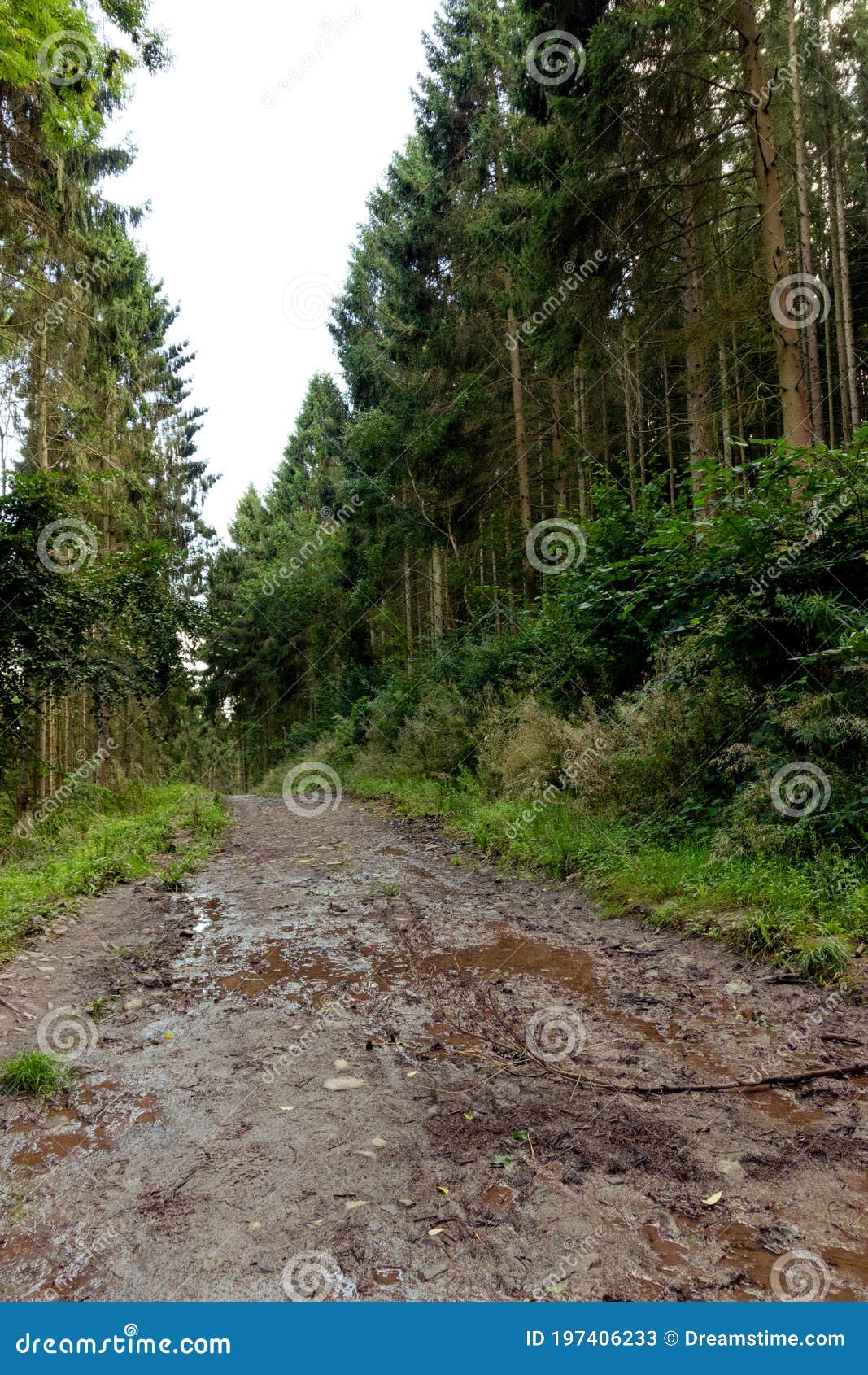 A Muddy Pathway through a Forest Stock Image - Image of british ...