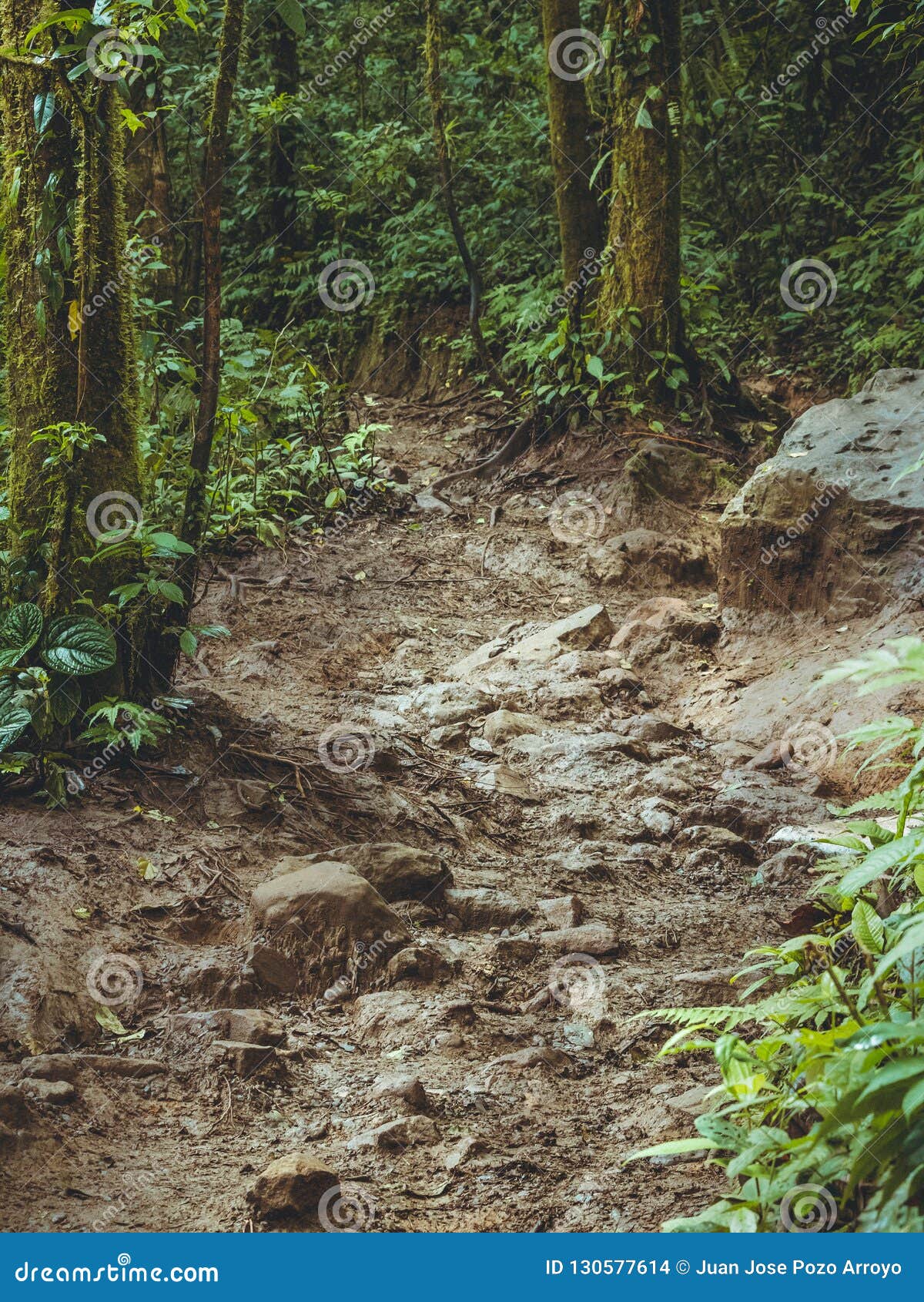 Muddy Path in Tropical Forest Stock Photo - Image of forest, plant ...