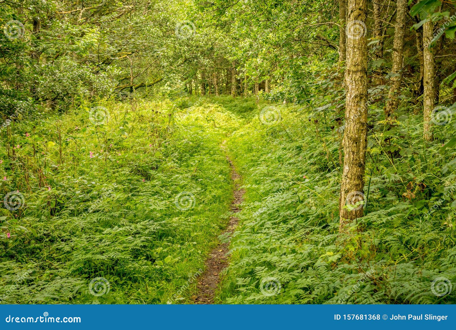 A Muddy Path Which is Part of the River Tay Footpath. Stock Photo ...