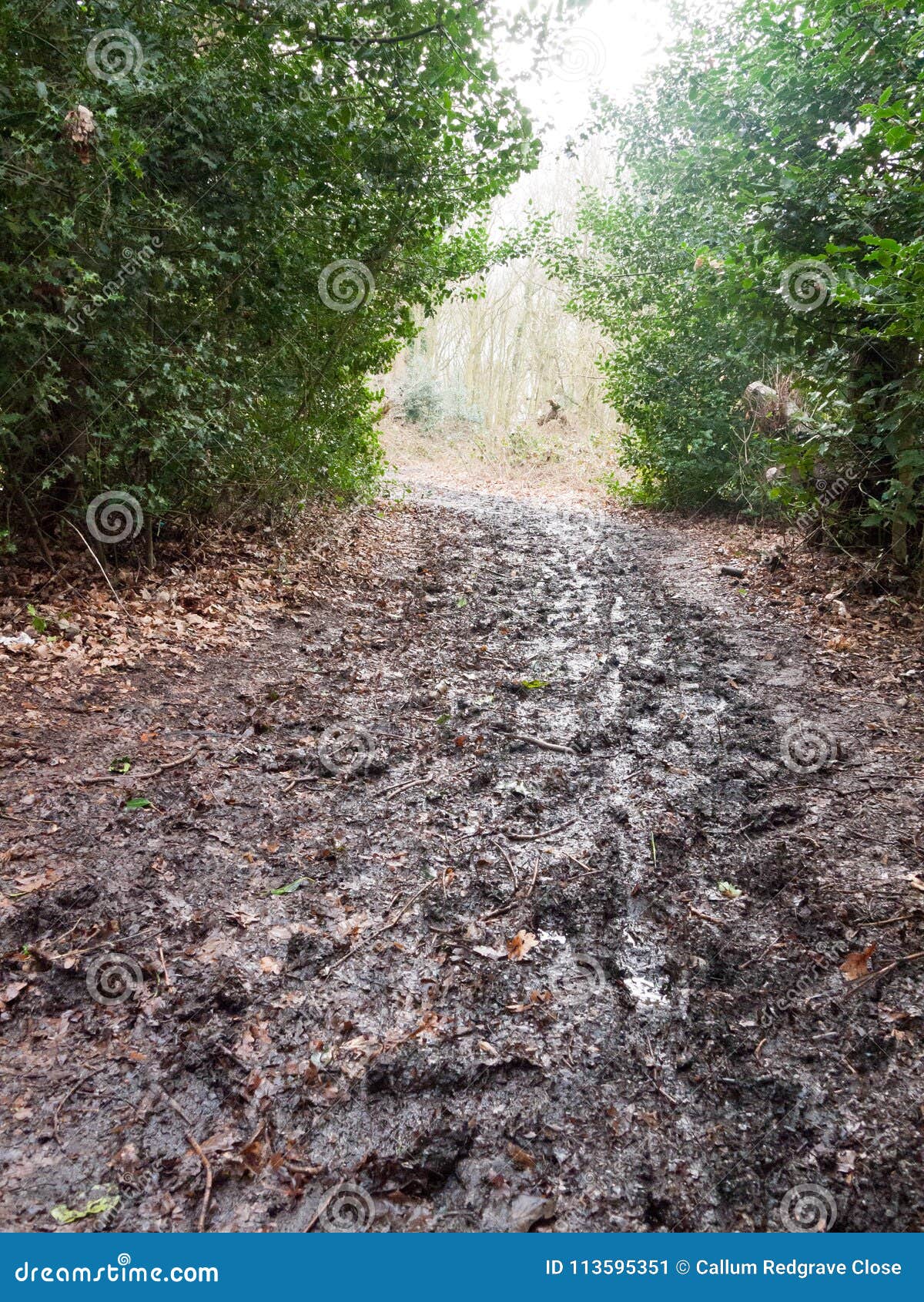 Muddy Pathway through Forest Hedgerow Light Ahead No People Walk Stock ...