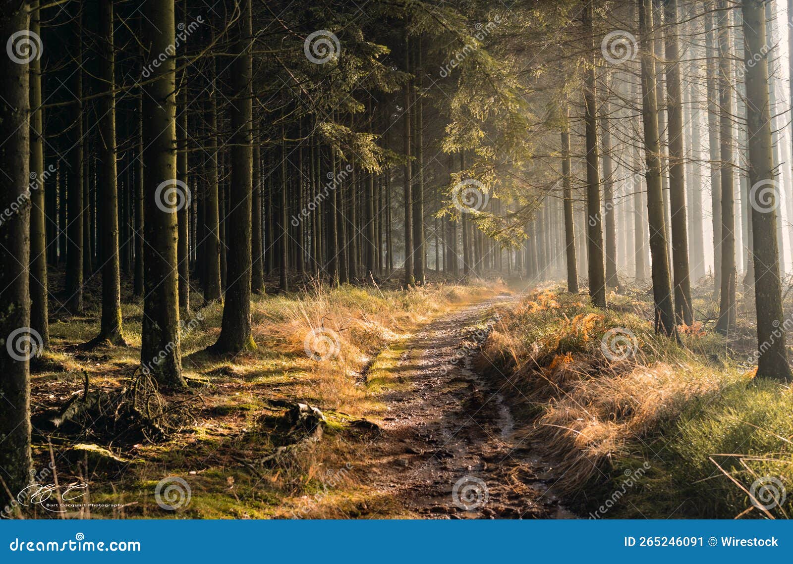 Muddy Pathway between Long Trees in a Forest during the Autumn Season ...