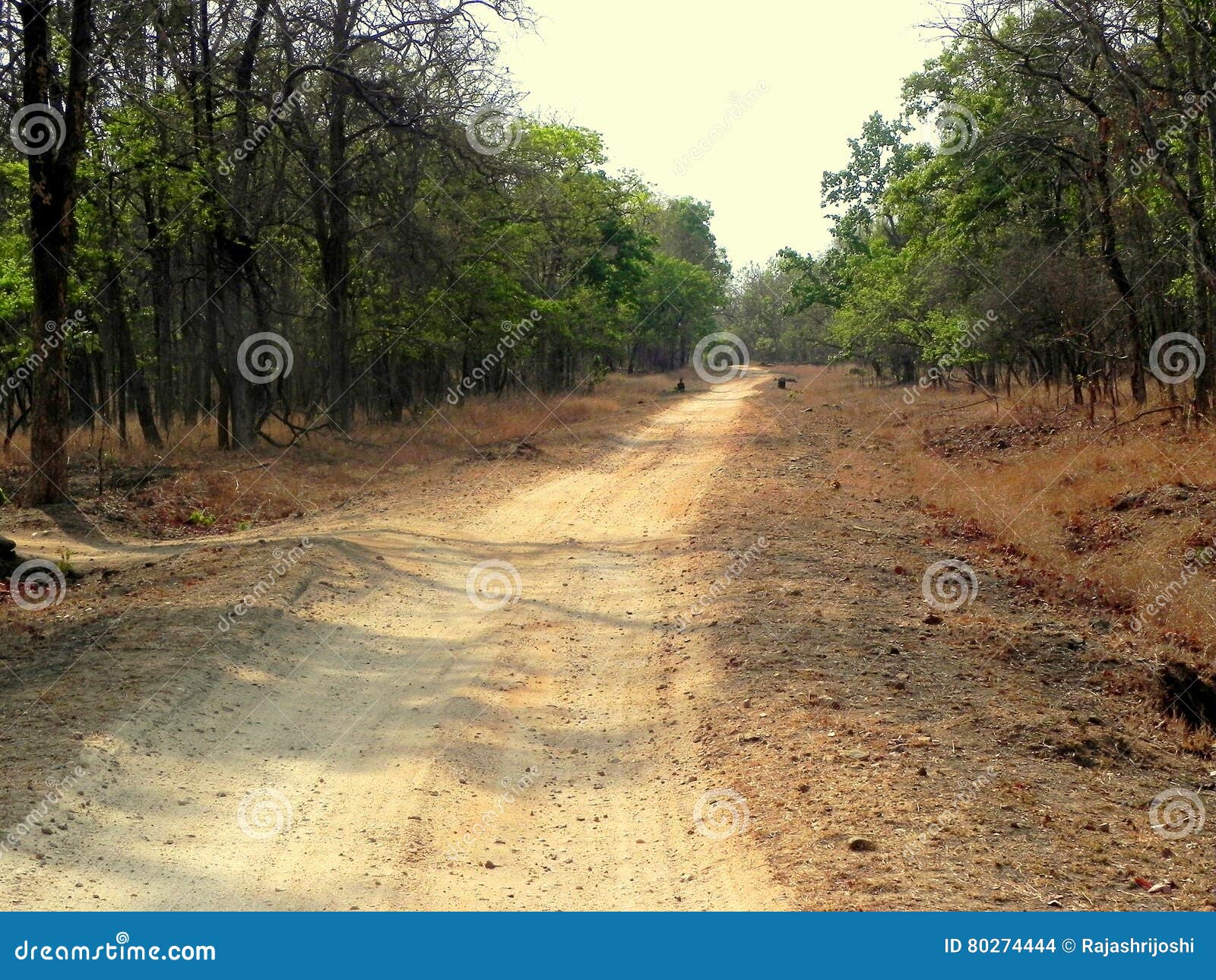 Muddy pathway stock photo. Image of beauty, jungle, environment - 80274444