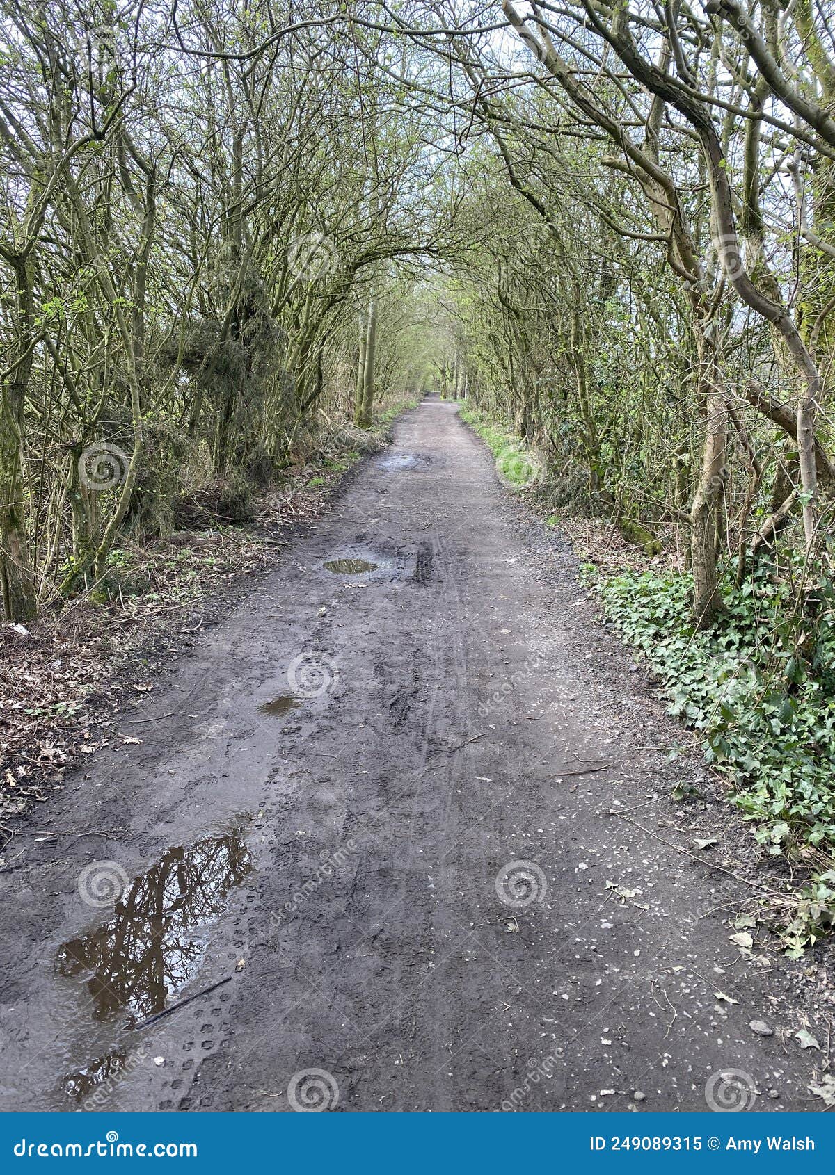 Muddy Pathway during Winter Stock Image - Image of lancashire, forrest ...